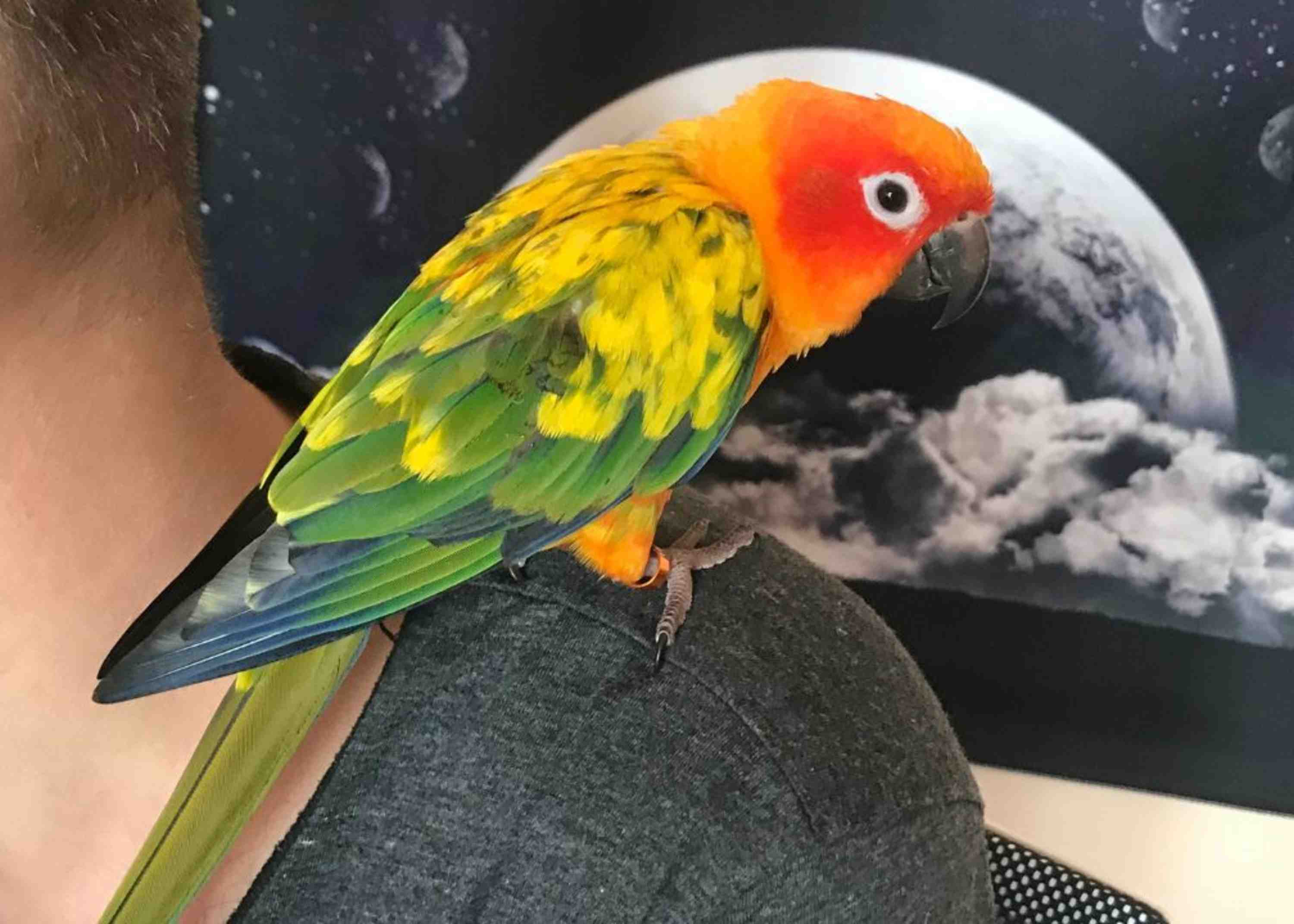 Signs That Your Parrot Likes You | Poodles and Parrots