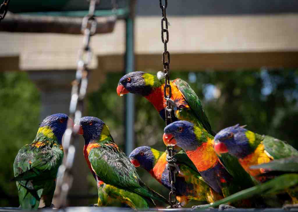 Signs of a sick bird | Poodles and Parrots