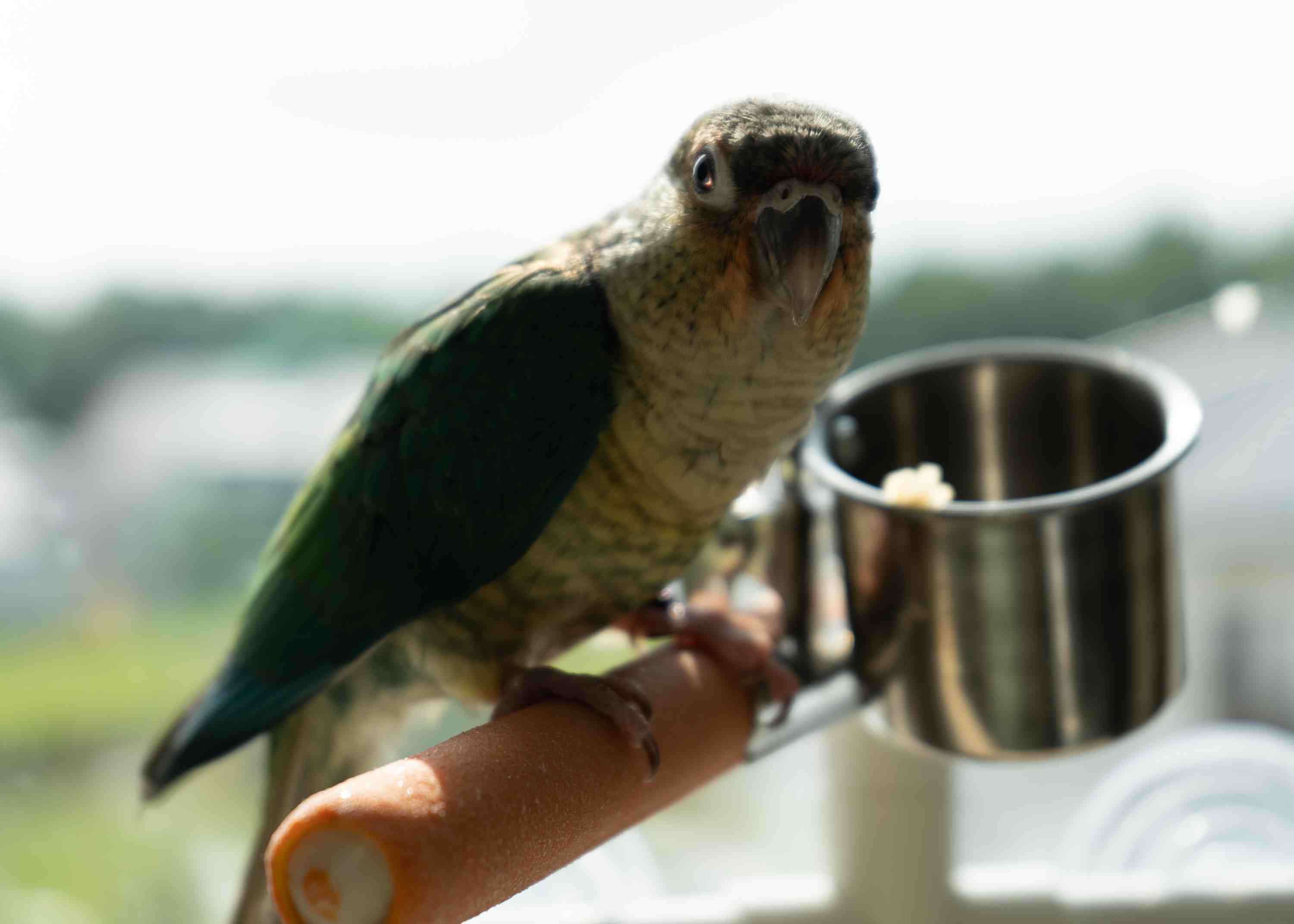 Proper Lighting For Our Indoor Birds in the Winter | Poodles and Parrots