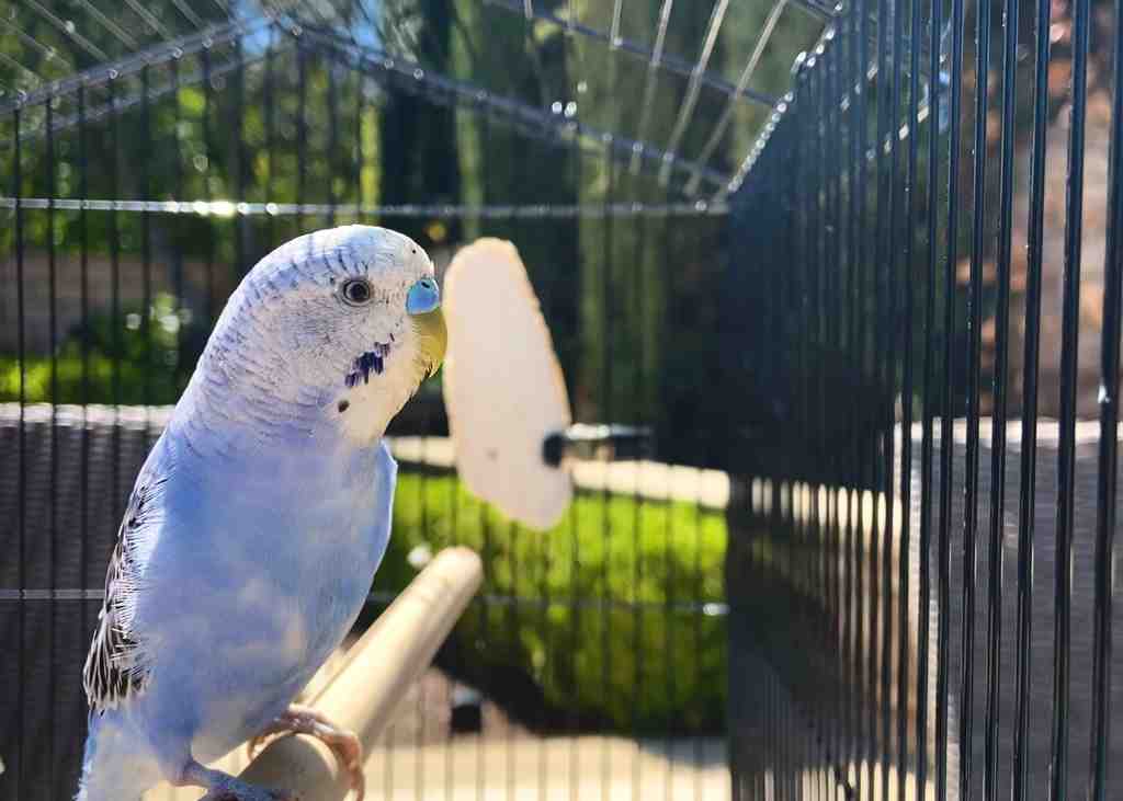Proper Lighting For Our Indoor Birds in the Winter | Poodles and Parrots