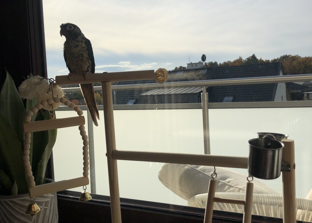 Proper Lighting For Our Indoor Birds in the Winter | Poodles and Parrots