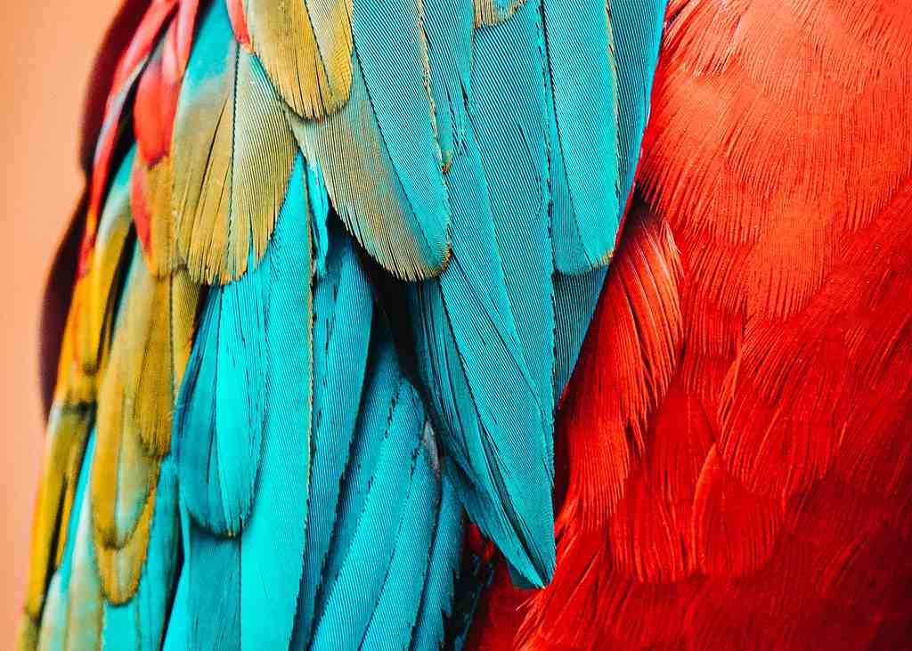 Molting Birds - Understanding molting season | Poodles and Parrots