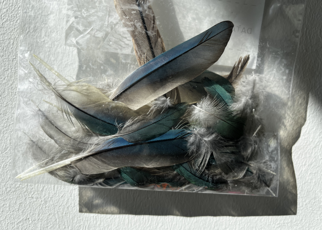 Molting Birds - Understanding molting season | Poodles and Parrots
