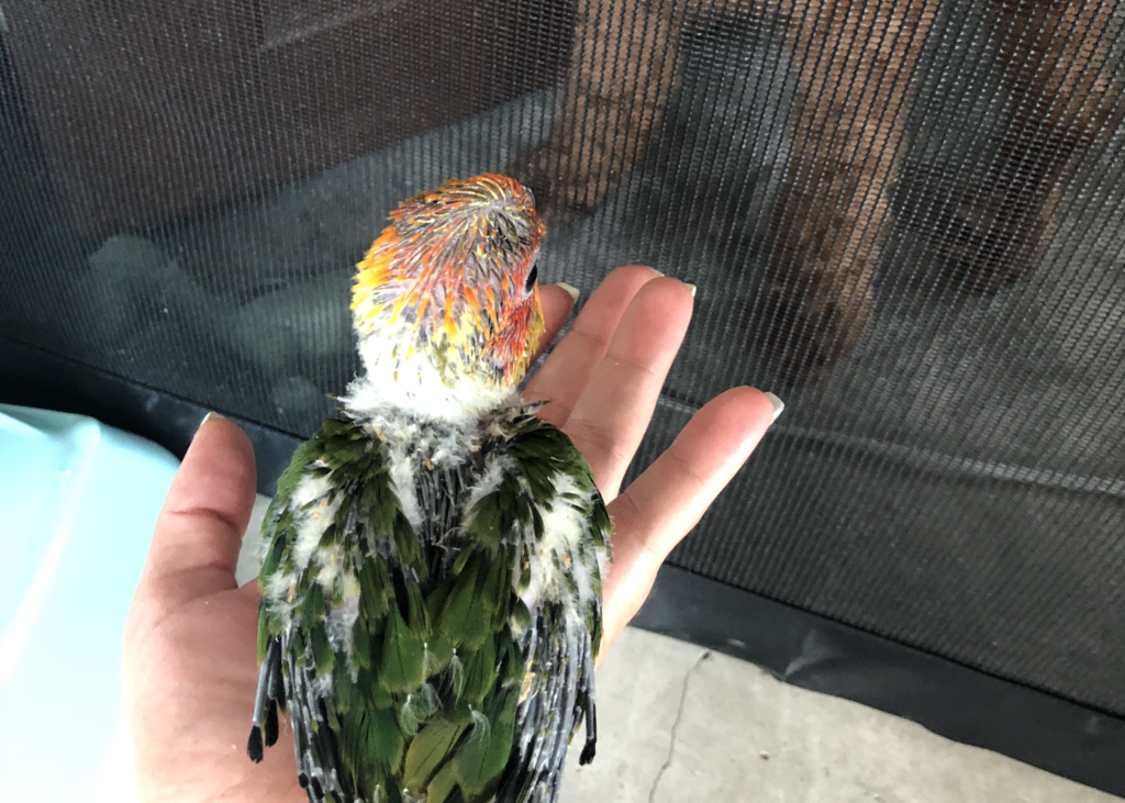 Molting Birds - Understanding molting season | Poodles and Parrots