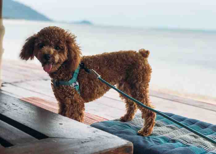 How To Read Your Dog’s Blood Work | Poodles and Parrots