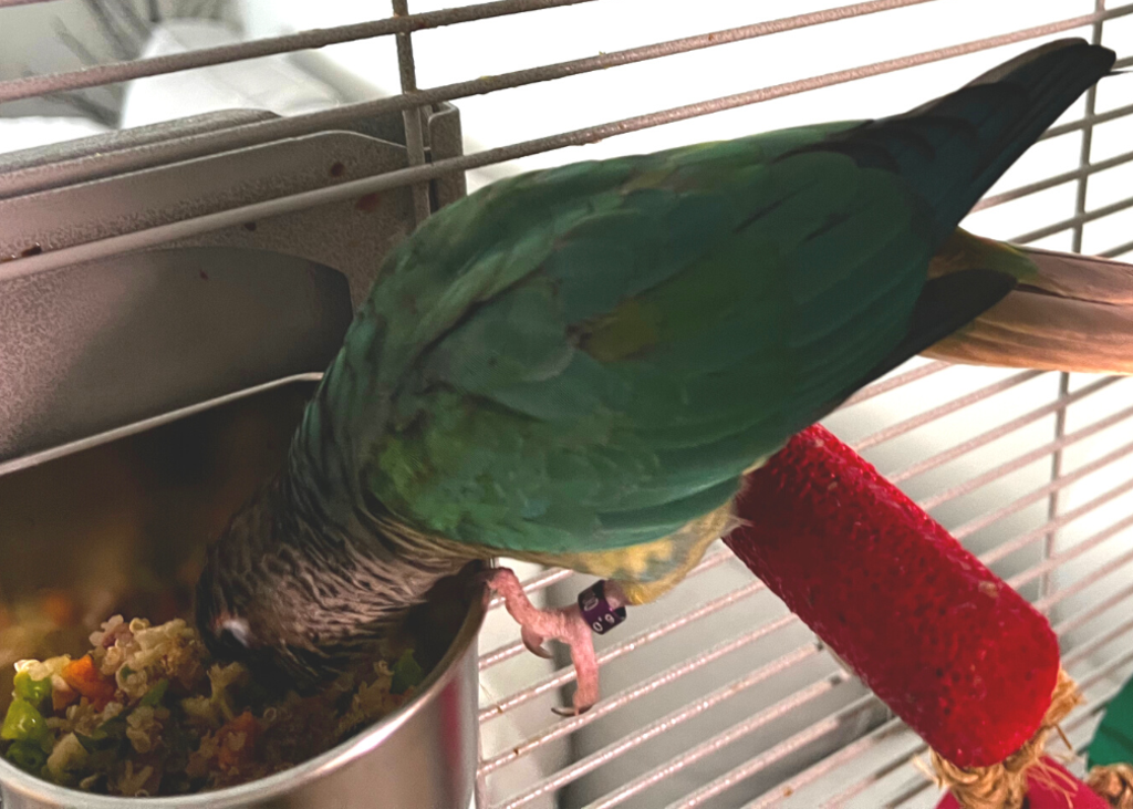 How to get your bird to eat vegetables | Poodles and Parrots