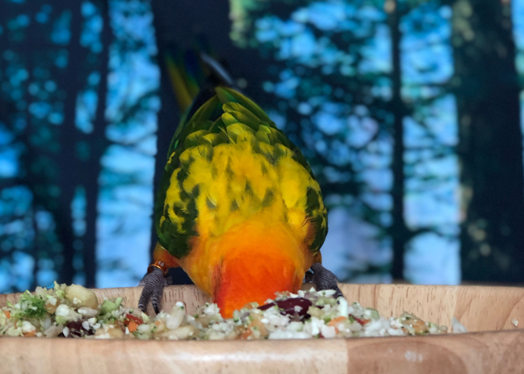 How to get your bird to eat vegetables | Poodles and Parrots