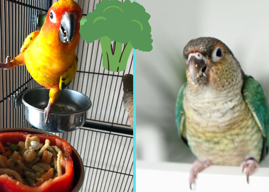 How to get your bird to eat vegetables | Poodles and Parrots