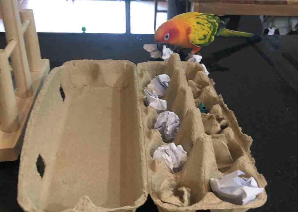 Ways To Exercise Your Bird | Poodles and Parrots