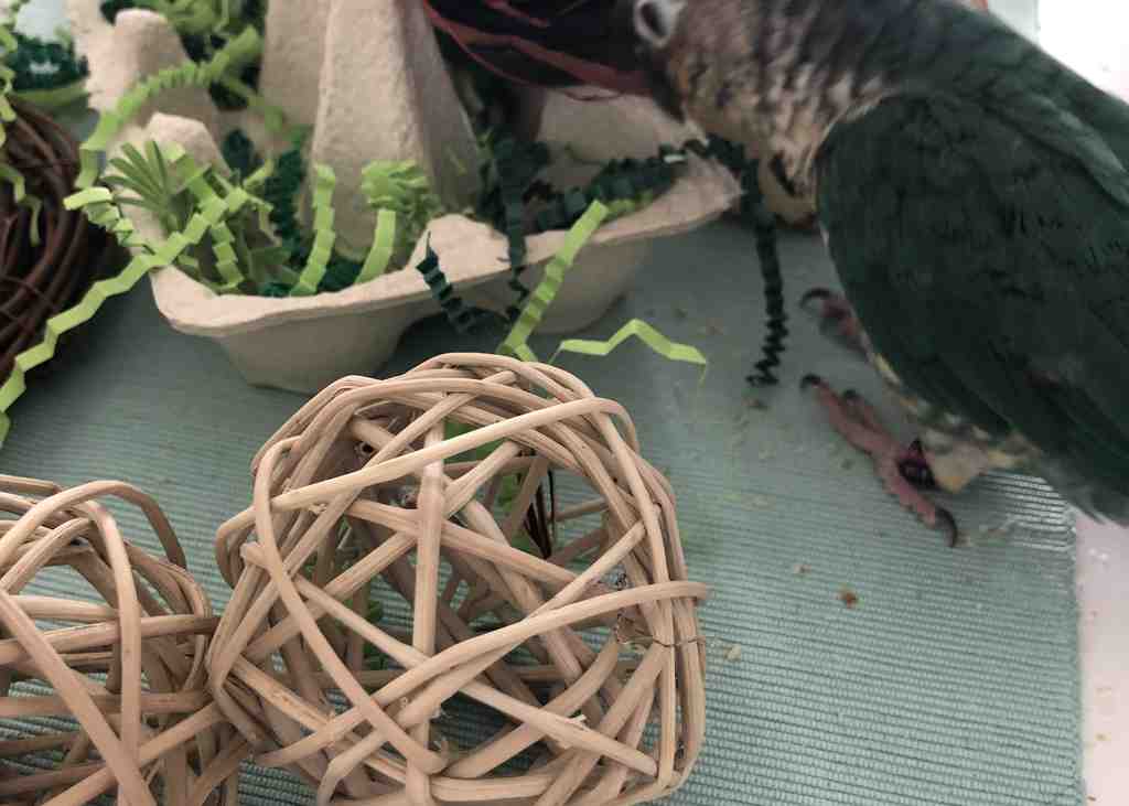 Ways To Exercise Your Bird | Poodles and Parrots