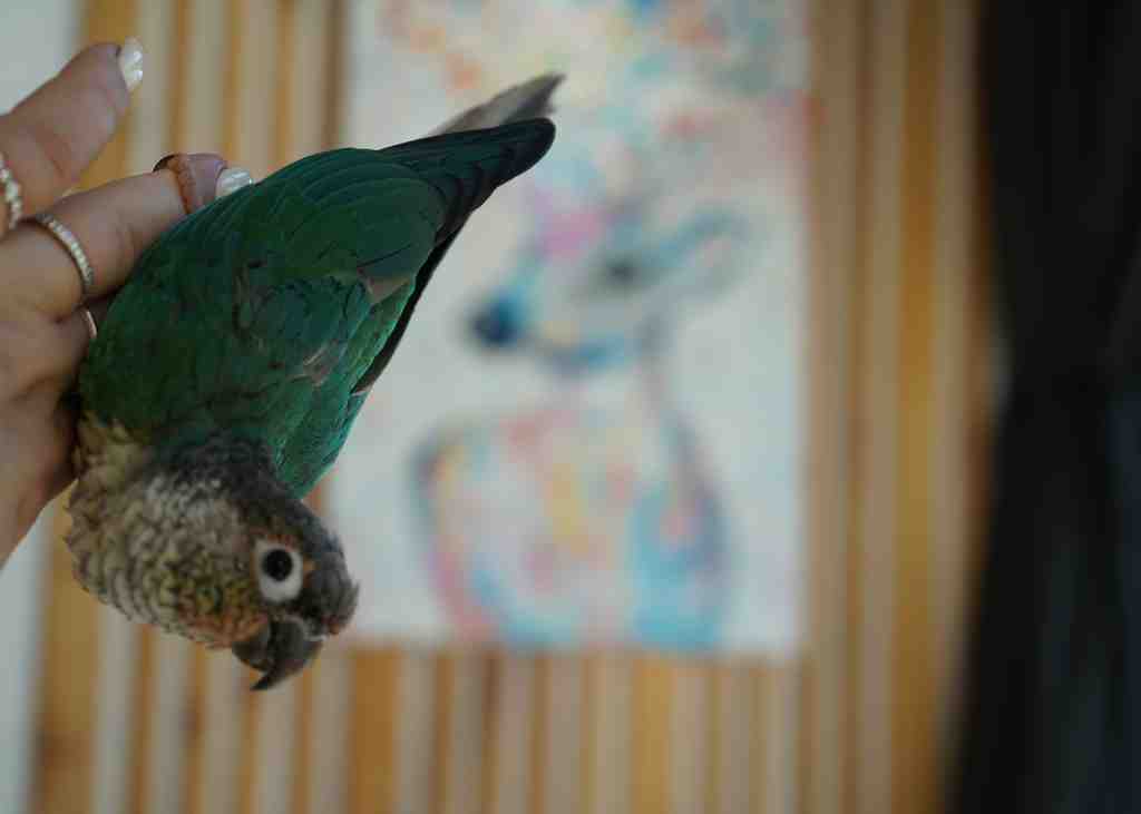 Ways To Exercise Your Bird | Poodles and Parrots